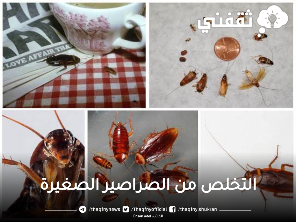 خلطة سحرية للتخلص من الصراصير الصغيرة في المطبخ نهائيا ثقفني